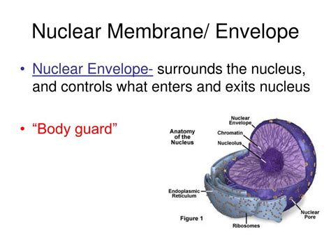 Ppt Cell Membrane Powerpoint Presentation Free Download Id4924919