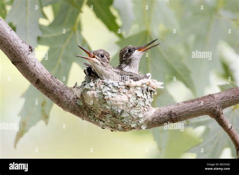 Ruby Throated Hummingbird Nest Stock Photos Ruby Throated Hummingbird Nest Stock Images Alamy