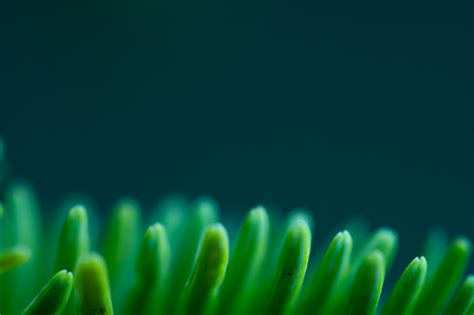 매크로 플로럴 배경 매크로 녹색 소나무 바늘 배경 소나무 콘과 녹색 소나무 바늘 아름다운 매크로 벽지 부드러운 초점 추상적 인 자연 패턴 0명에 대한 스톡 사진 및 기타