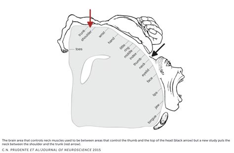 New Motor Cortex Map Shows Whole Body Integration Areas Your Movement Mentor