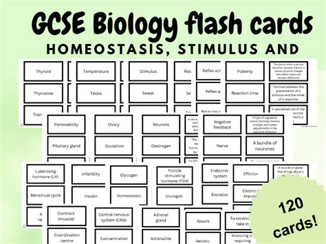 Biology Homeostasis Flashcards At Buford Hill Blog