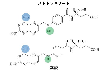 メトトレキサート と 葉酸 】化学構造式から作用機序や代謝を詳しく比較！〜ファーマコフォア〜 薬online