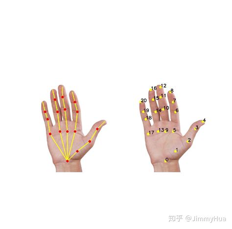 OpenCV图像处理 基于OpenPose的关键点检测 知乎