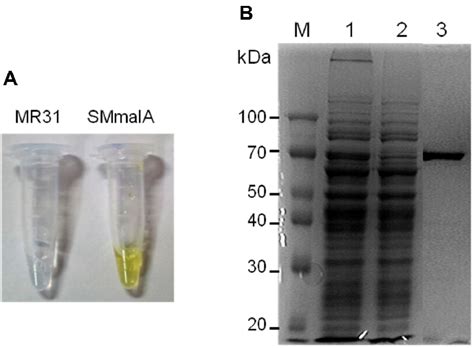 Enzyme Activity Measurement A And Sds Page Analysis B Of Download Scientific Diagram