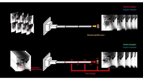 the architecture of single domain networks a training phase red and