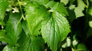 How To Plant Grow And Care For Catnip