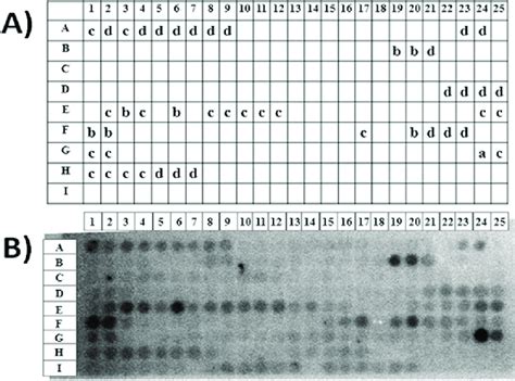 Illustrative Representation Of The Intensities Of Each Peptide Spot A Download Scientific