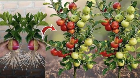 How To Grow An Apple Tree From Seed Grandma S Tricks