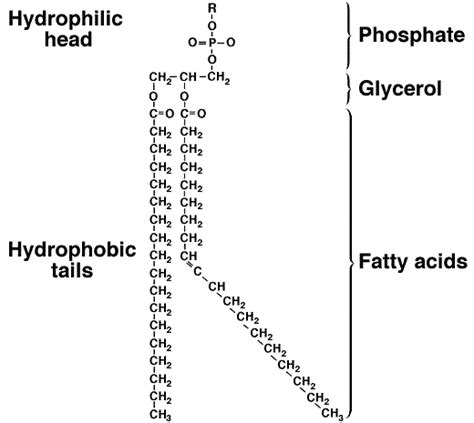 Phospholipid Molecule Chemical Structure