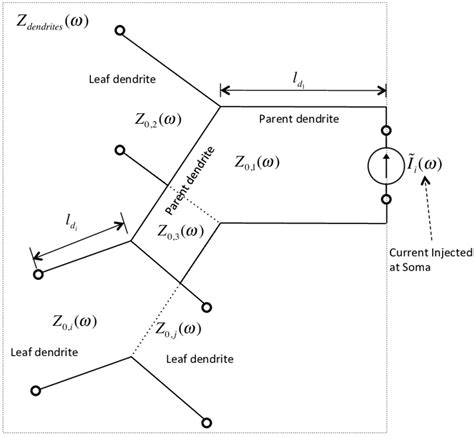 6 Transmission Line Model Of The Dendritic Tree Obtained Through The Download Scientific