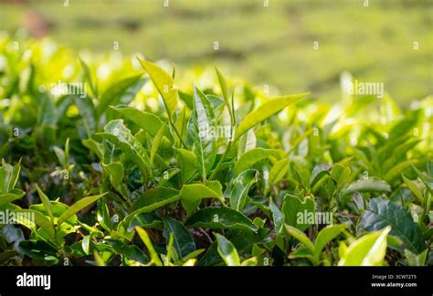 Tea Field In Munnar Plantation In India Kerala Nilgiri Hills
