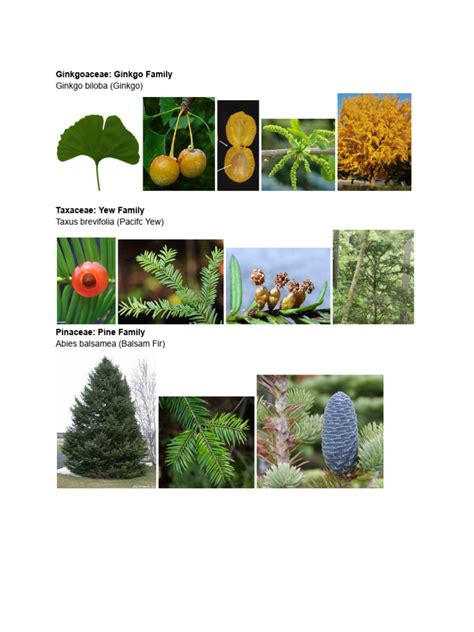 Scioly Forestry Notes Caroline Pdf Pine Douglas Fir