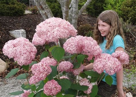 Hydrangea Arb Pink Annabelle Greenseasons