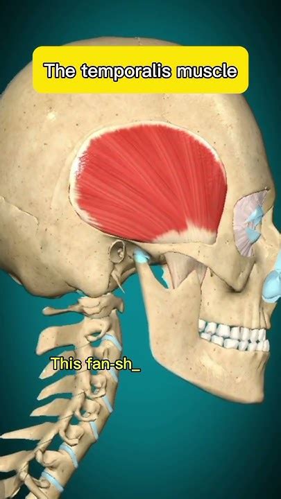 Temporalis Muscle Anatomy Function And Headaches Temporalis Anatomy