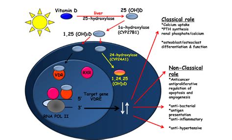 The Nutrient And Hormone Like Roles Of Vitamin D Traditionally