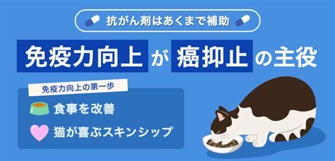 What Is Feline Lymphoma Tips For Improvement On Symptoms And Causes＜cordy Research Laboratory＞