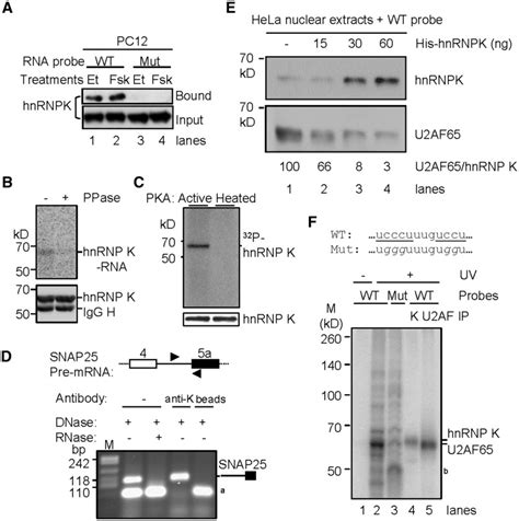 Regulation Of Hnrnp K Binding To The Karre By Forskolin And Its Direct