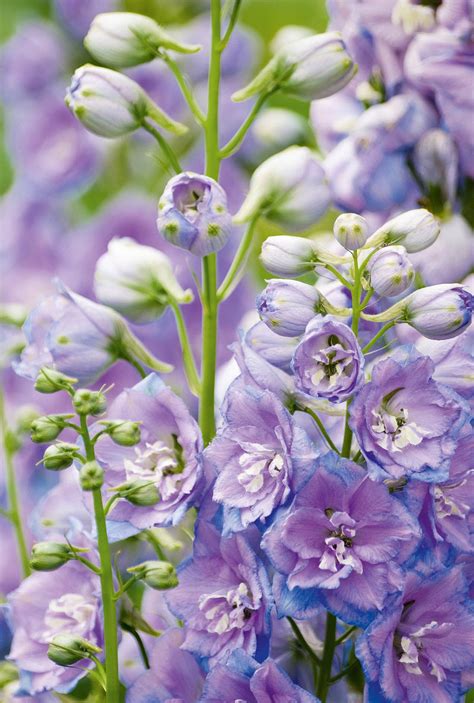 How To Grow Delphiniums Which Ones To Plant Where To Place Them And How To Make Them Thrive