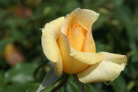 Casanova Ludwigs Roses