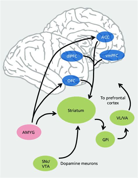 Simplifi Ed Schematic Representation Of The Primate Reward And