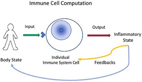 Simple Immune Response Diagram