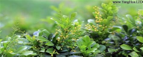 米蘭怎麼養 養花網