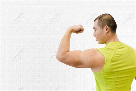 이두박근 이미지 사진 및 Png 일러스트 무료 다운로드 Lovepik