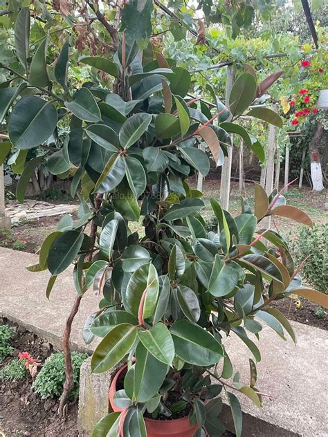 Фикус стайно цвете Цветя декоративни растения Велико Търново Продавам фикус стайно ра