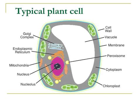 Unveiling The Secrets Of Cell Structure And Function Chapter Answer Key Exposed