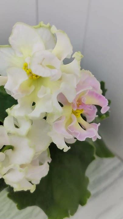 Фиалка АВ-Золотая Текила - YouTube