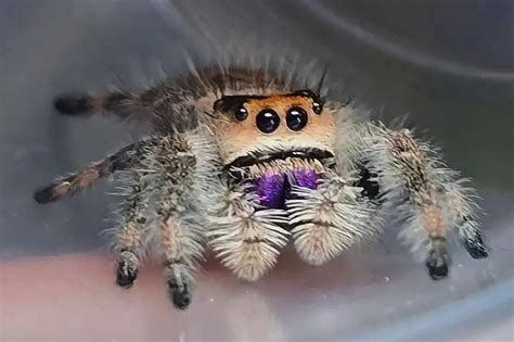 The Friendly Jumping Spider My Newest Addition