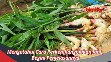 Mengetahui Cara Perkembangbiakan Jahe Begini Penjelasannya Biotifor