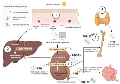 Is Vitamin D A Hormone My Endo Consult