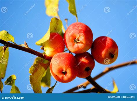 Siberian berry stock photo. Image of wild, dripped, springtime - 59056190