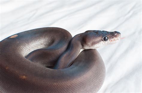 Photoshoot With My Python Gang