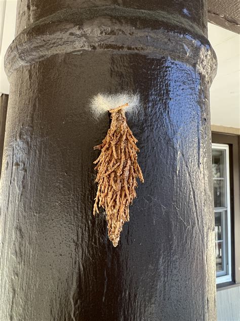 What Is This Bug Nest They Are Everywhere R Whatsthisbug