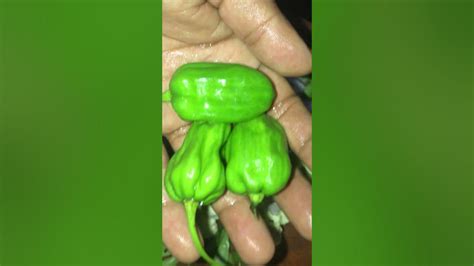 මල් ගෝවා මෙහෙම කාලා නැද්ද 🤤😍 Food Cooking Makefoodeasy Easycookhome Recipe Foodie Chicken