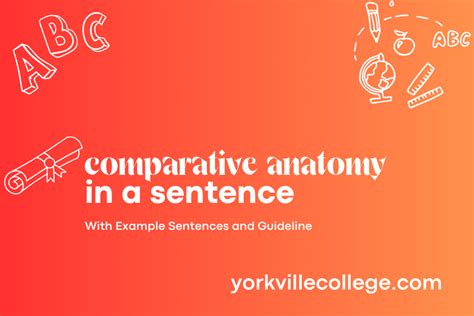 How To Use Comparative Anatomy In A Sentence Easy Examples