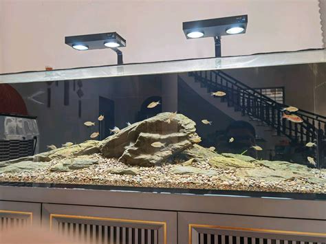 溪流缸 原生态造景 CTA南美水族