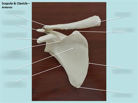 Scapula And Clavicle Anterior Diagram Quizlet