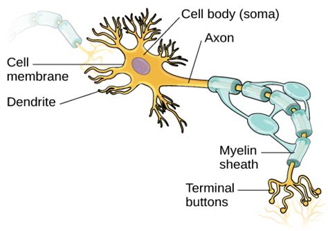Motor Neuron Axon Terminal