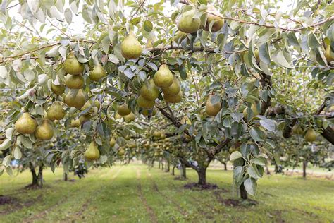 Pear Tree Lifespan How Long Do These Trees Live