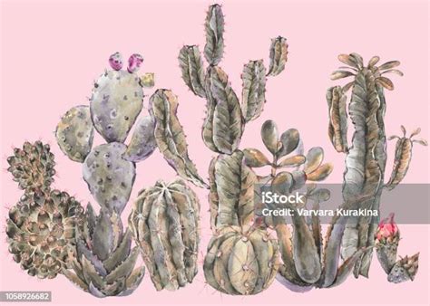 이국적인 자연 빈티지 수채화 선인장 인사말 카드입니다 선인장 Succulent 꽃 식물 알로에 베라 식물 절연 분홍색 배경 녹지 느낌에 자연 스러운 그림 꽃 나무에 대한