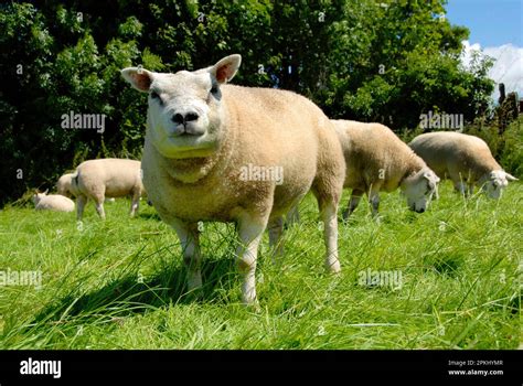 Domestic Sheep Beltex Ewe Standing In Pasture Flock Grazing