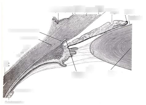 419 Ciliary Body Diagram Quizlet
