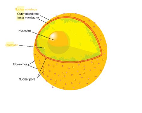 Nucleus Tutorial Sophia Learning