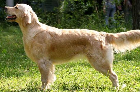 金毛尋回犬 黃金獵犬 Golden Retriever Zone One Zone 寵物推介
