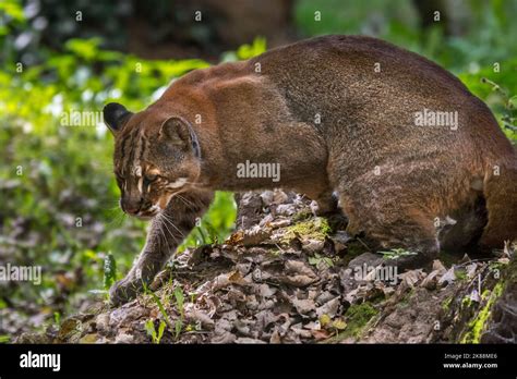 Asian Golden Cat Temmincks Cat Asiatic Golden Cat Catopuma