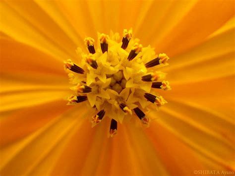 庭朝顔に蟻キバナコスモス青じその実芝田文乃
