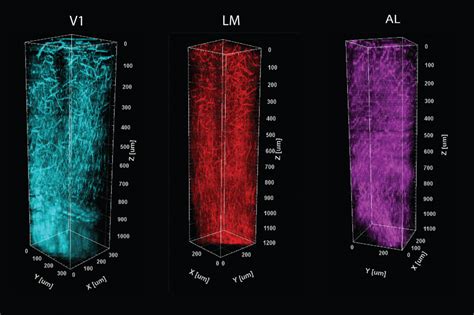 Live Imaging Method Brings Structure To Mapping Brain Function Brain